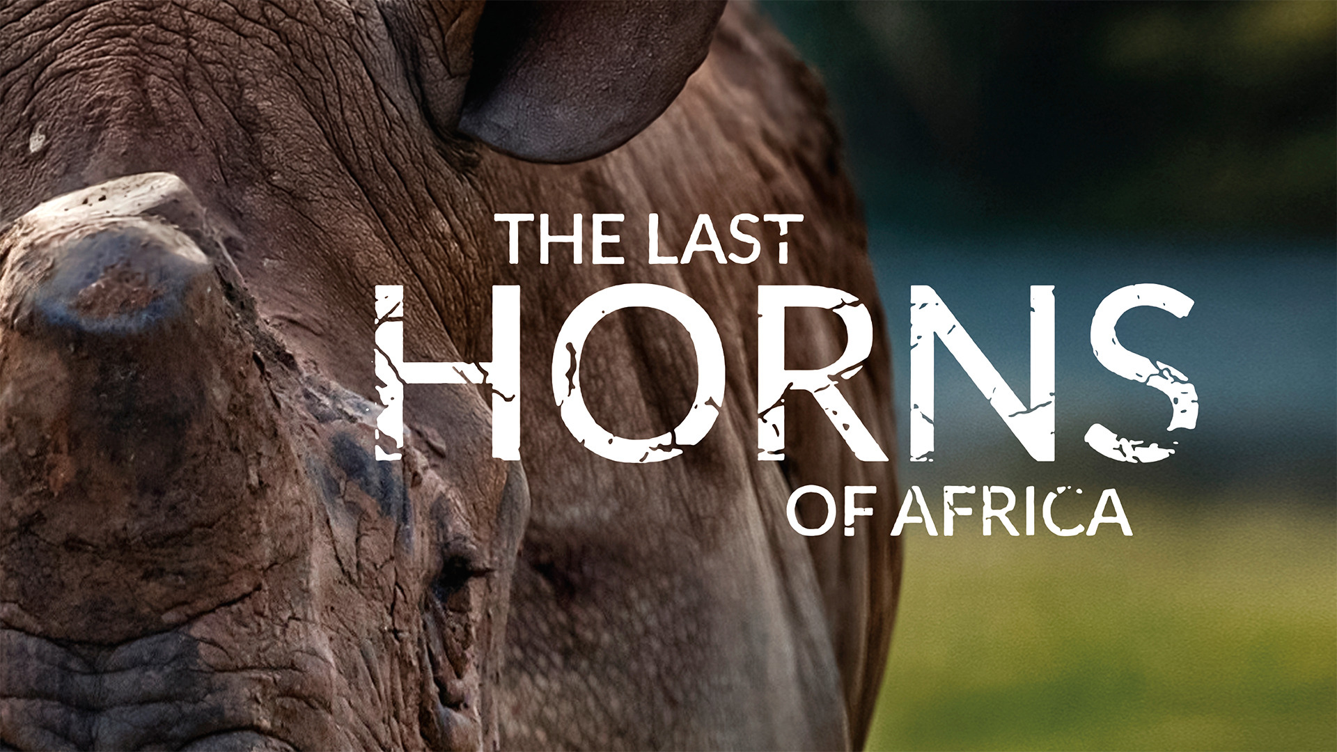 Les dernières cornes d’Afrique