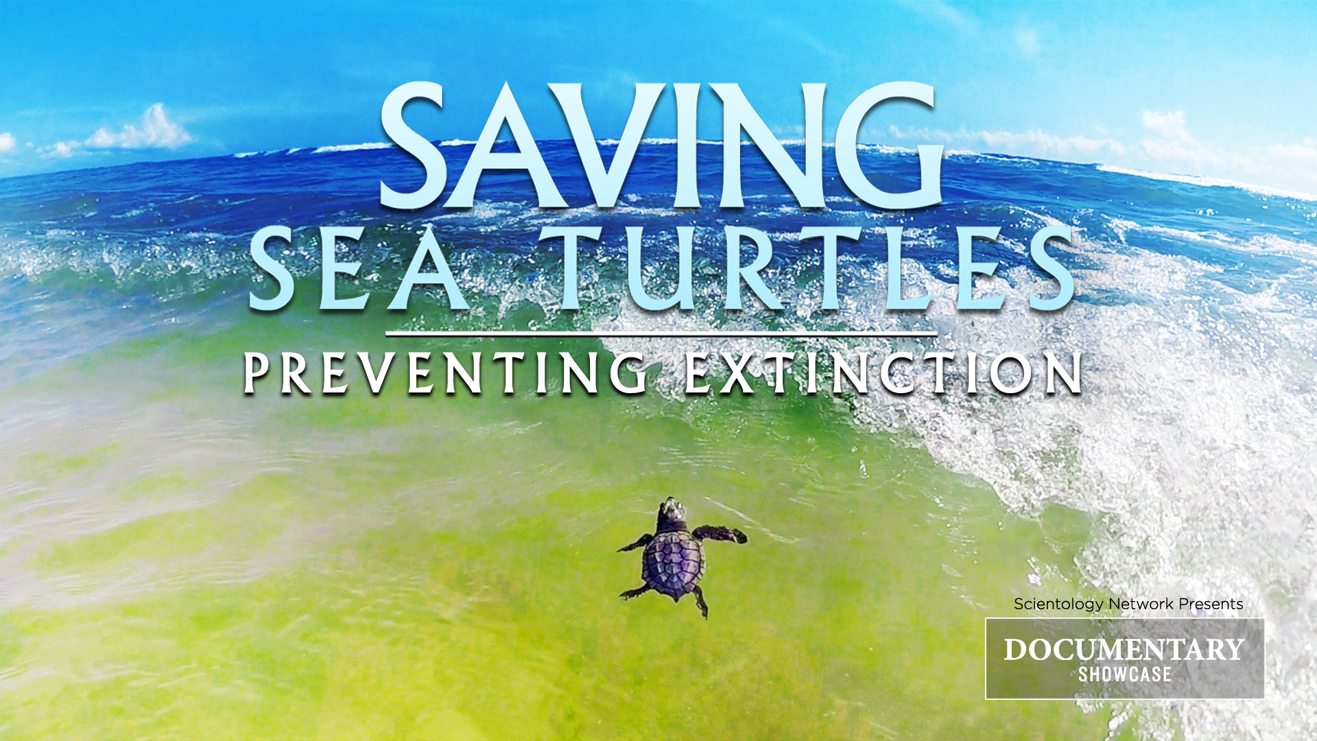 Saving Sea Turtles: Preventing Extinction