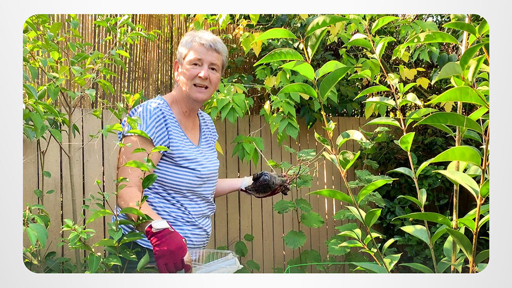 Angela Plants Her Future @home